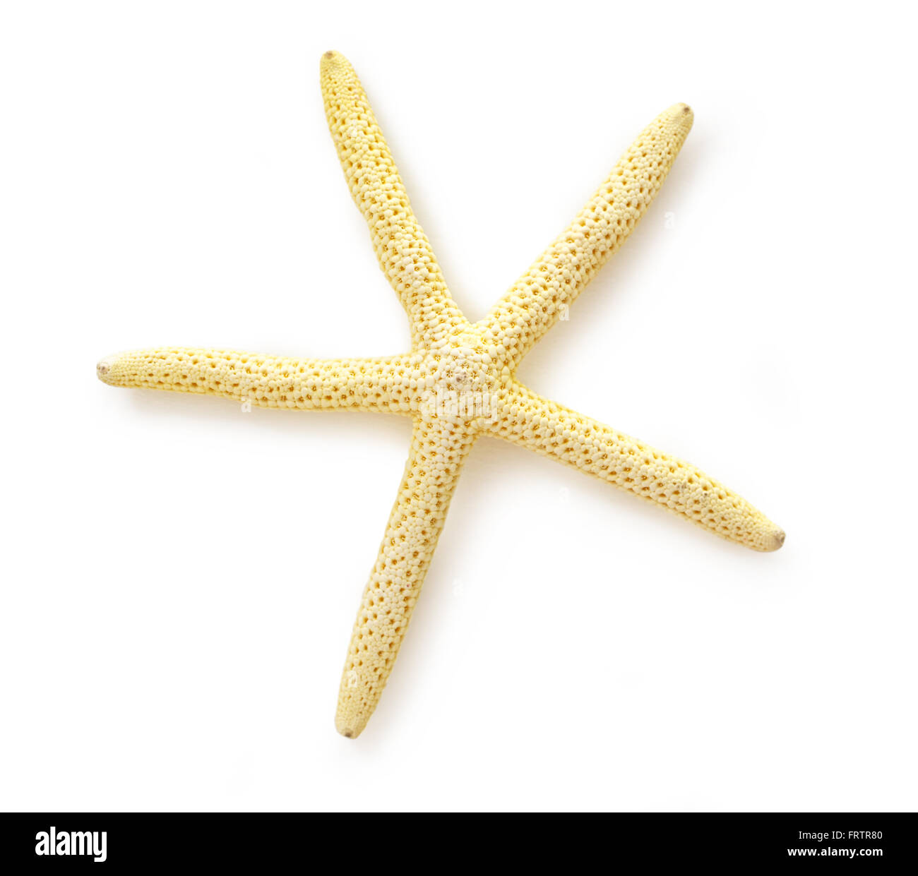 Decorative white sea star on white background Stock Photo - Alamy