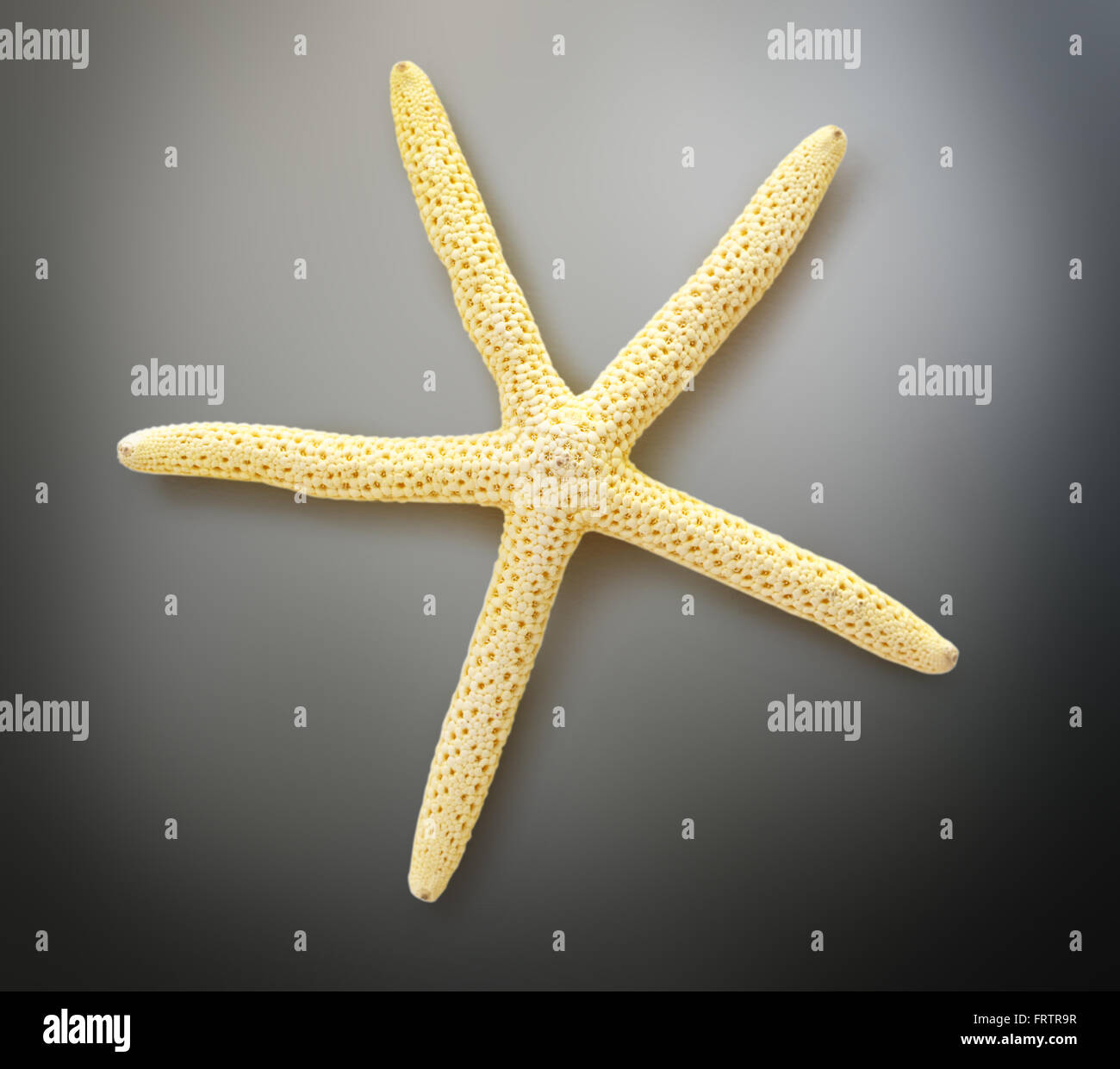 Decorative white sea star on gray background Stock Photo - Alamy
