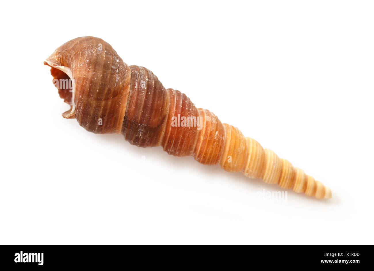 Single sea conch on the white background Stock Photo - Alamy