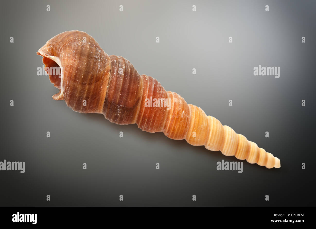 Single sea conch on the gray background Stock Photo - Alamy