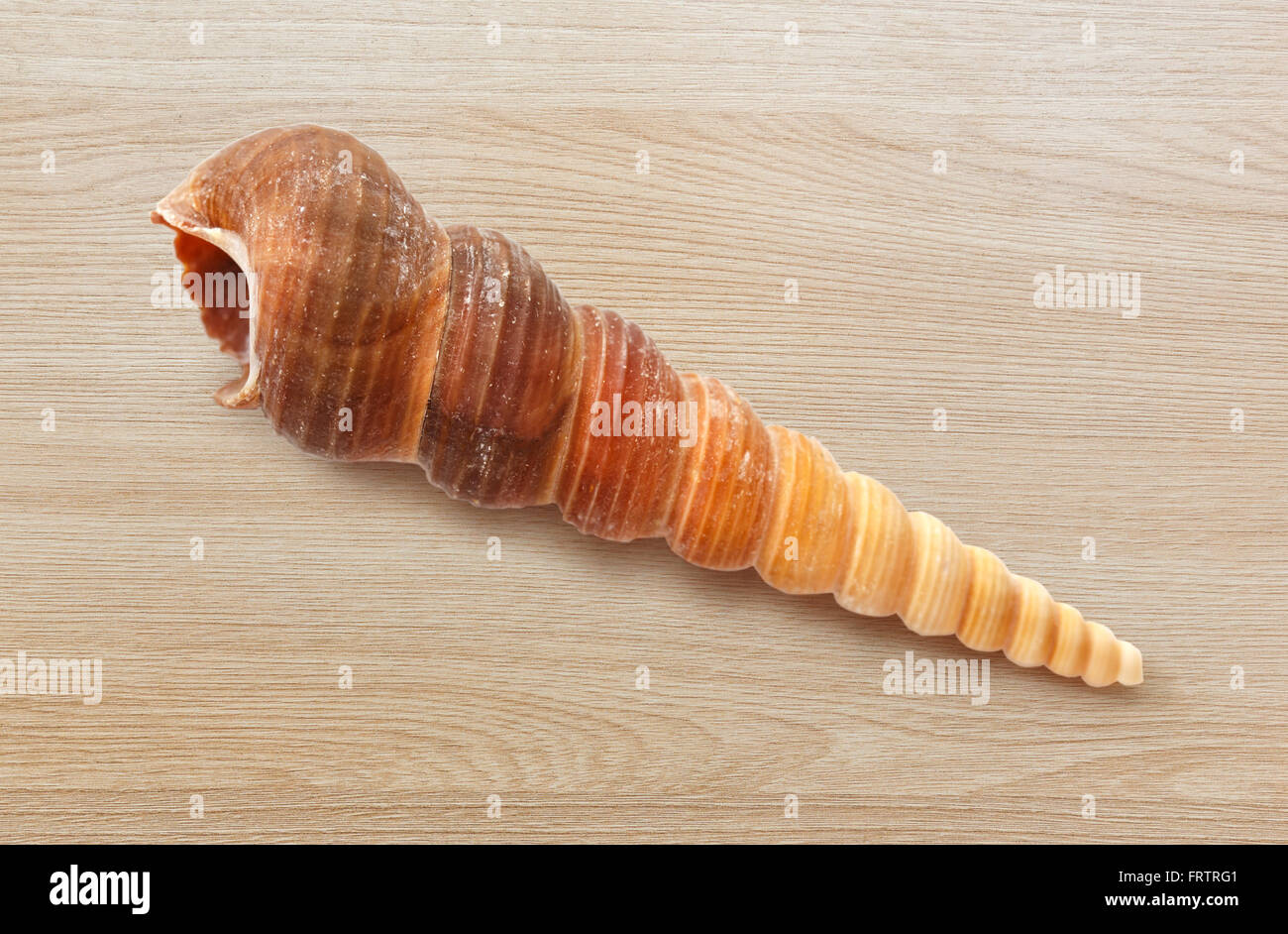 Sea conch hi-res stock photography and images - Alamy