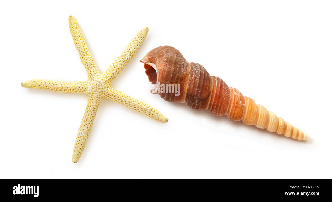 Sea star and conch on the white background Stock Photo - Alamy