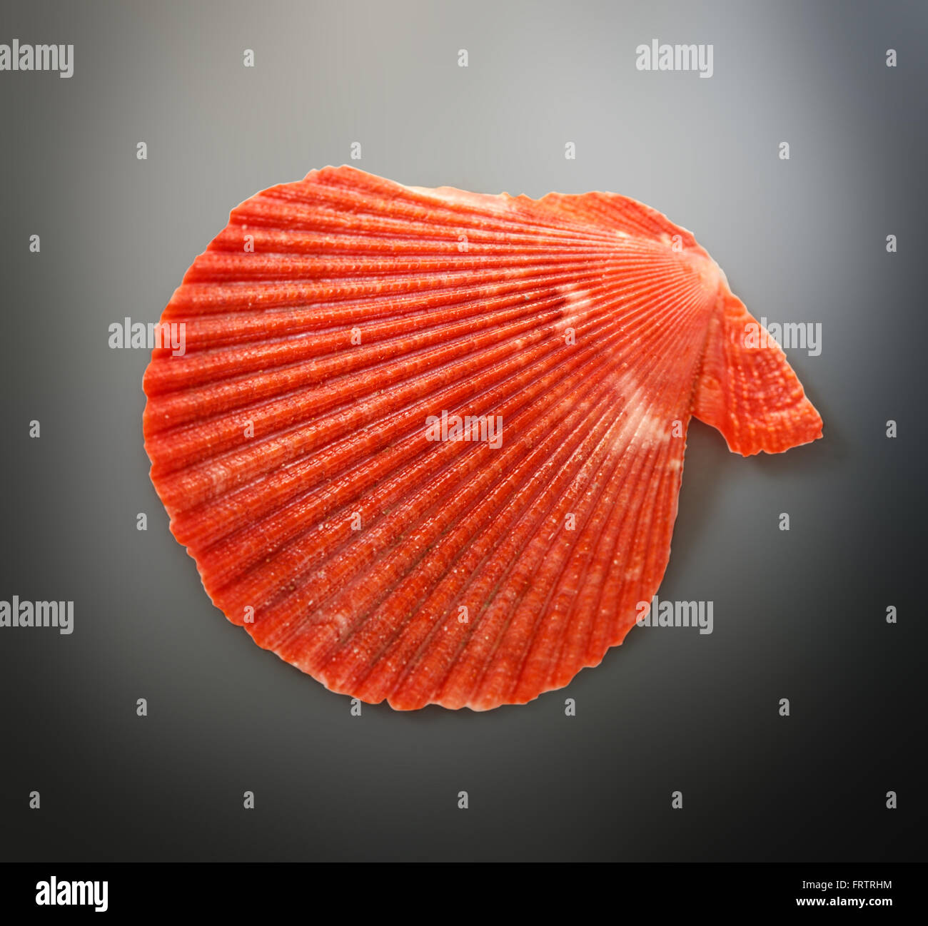 Red seashell on gray background in closeup Stock Photo - Alamy