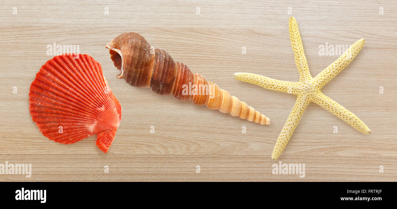 Collection of sea shells and stars in closeup Stock Photo - Alamy