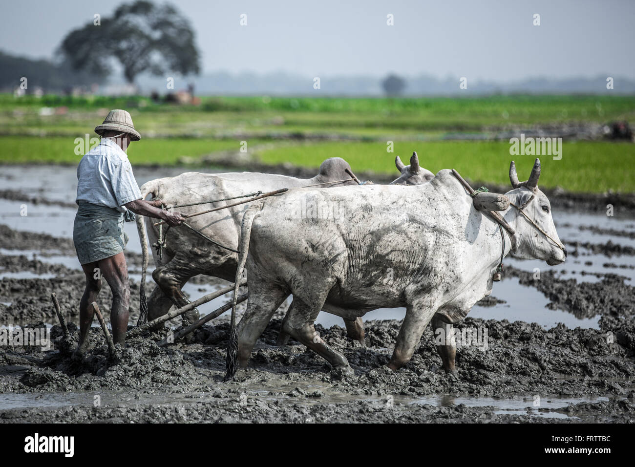 Bull plowing hi-res stock photography and images - Alamy