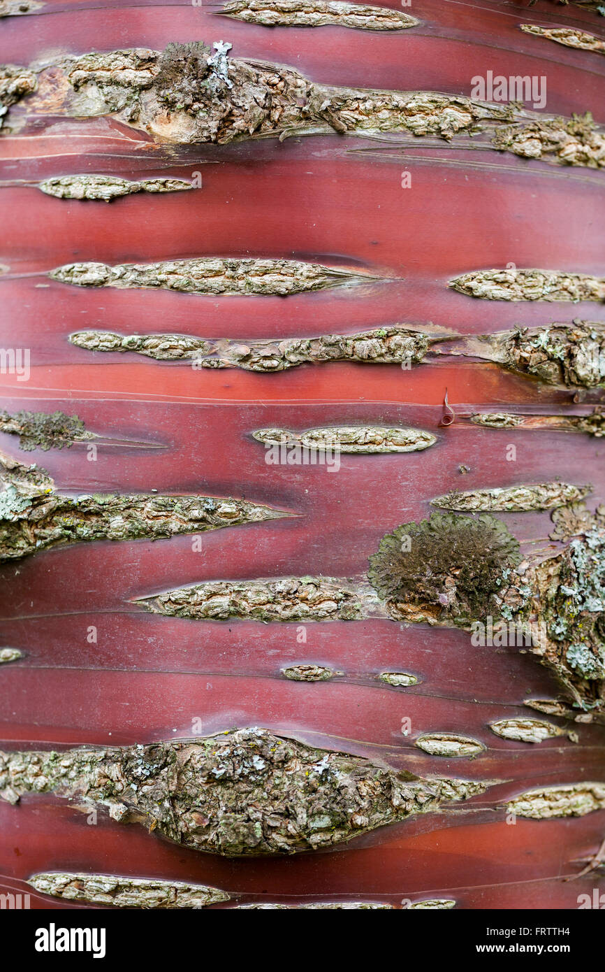 Copper birch hi-res stock photography and images - Alamy