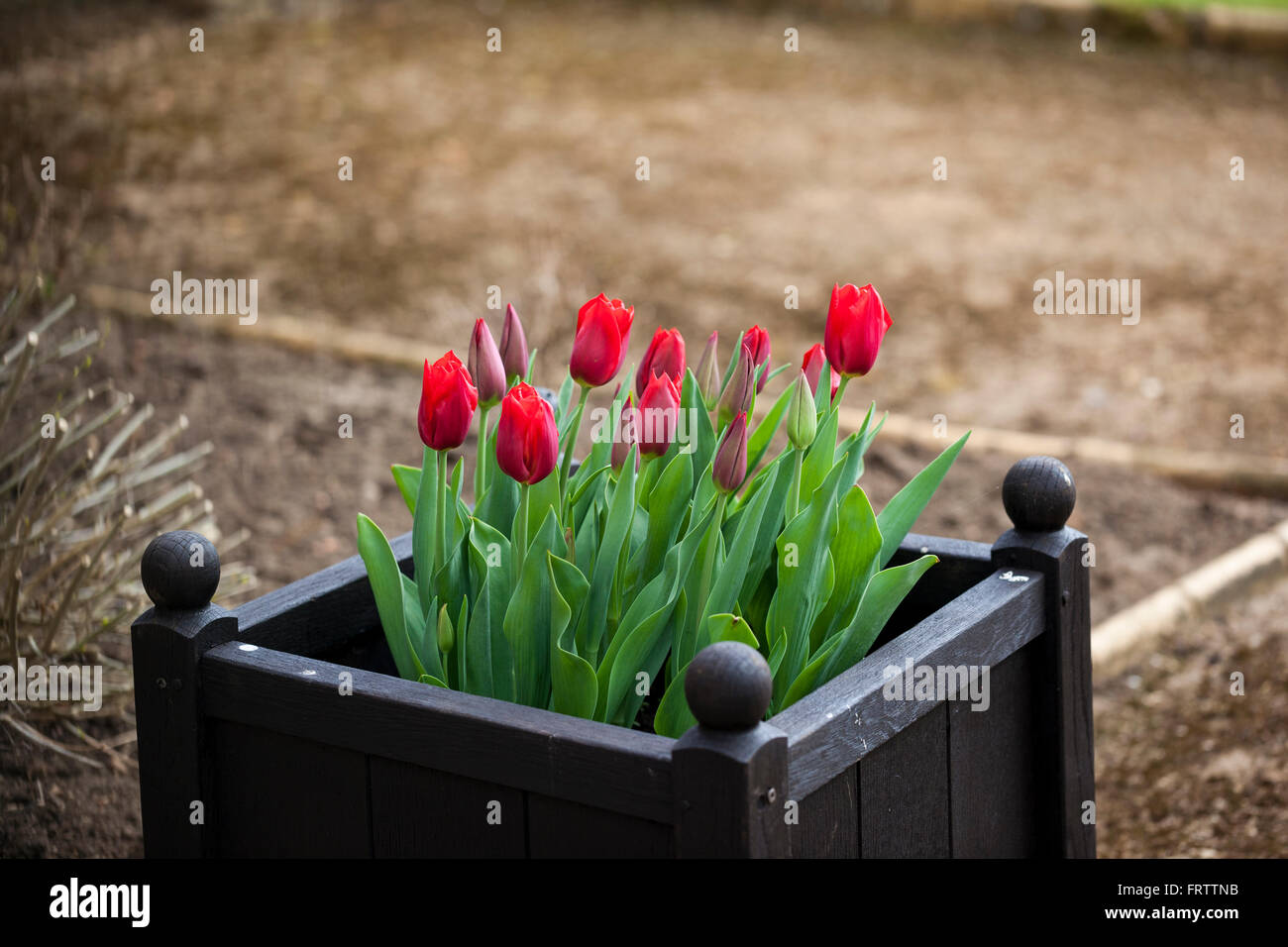 Tulips in container hi-res stock photography and images - Alamy