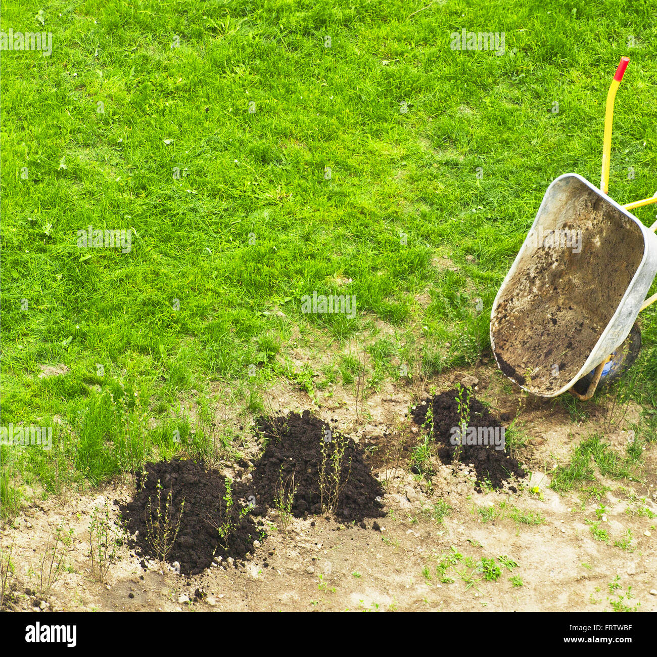 Sward plants hi-res stock photography and images - Alamy