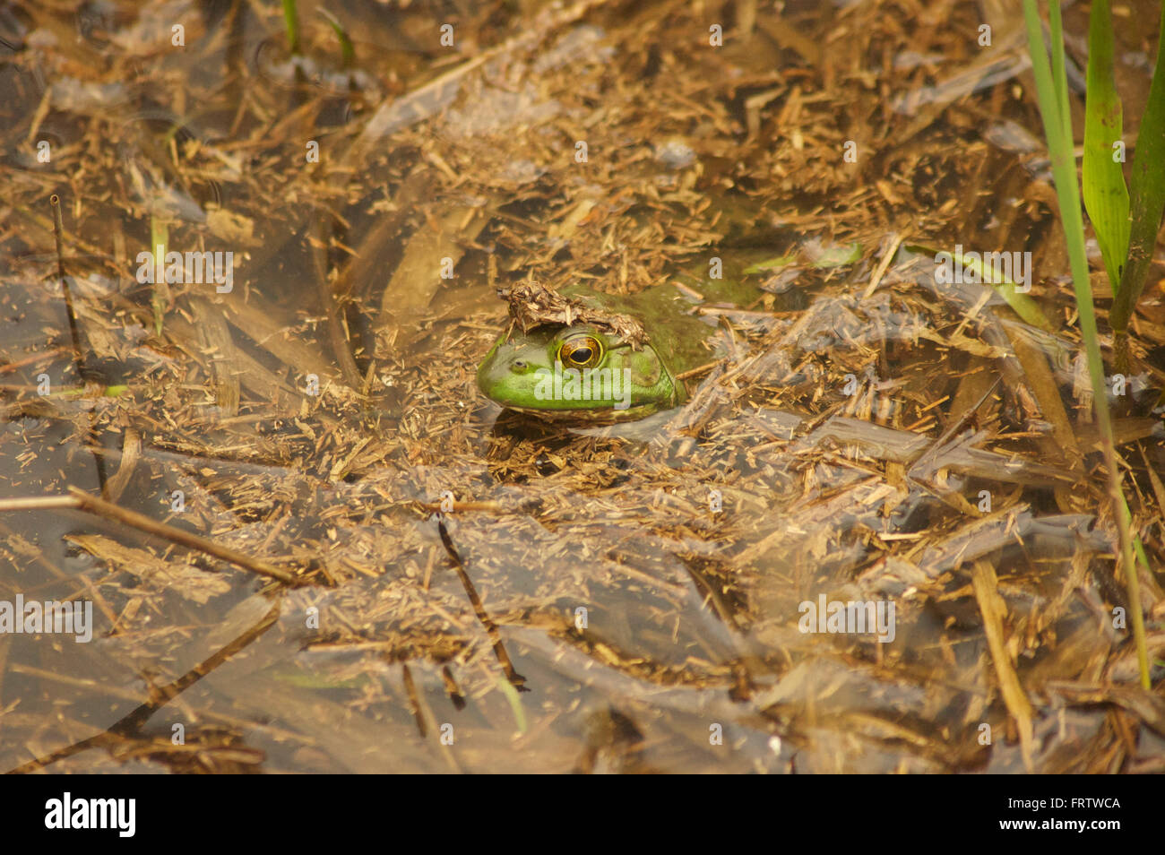 Frog on a pond Stock Photo - Alamy