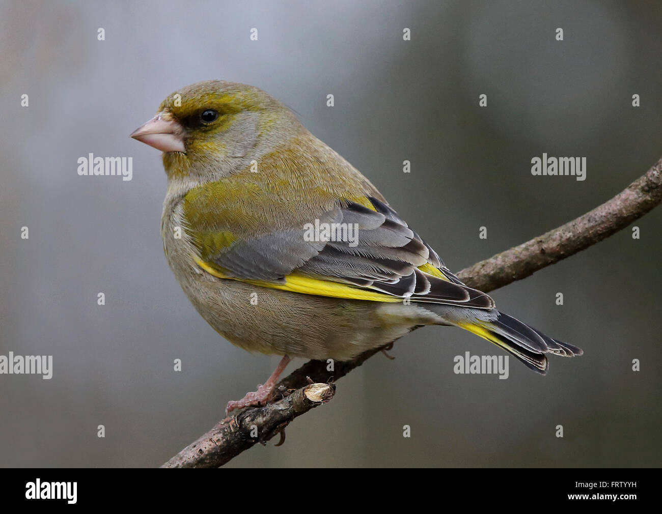 Greenfinch, European greenfinch, Chloris chloris, male sitting on twig ...