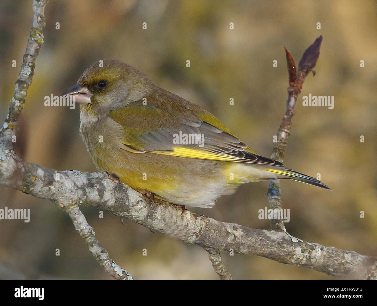 Greenfinch, European greenfinch, Chloris chloris, male sitting on ...