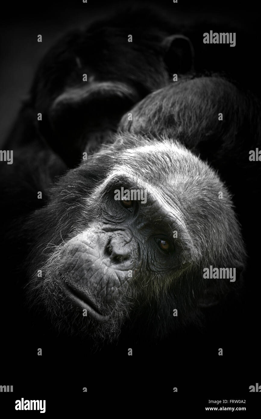Chimpanzee head hi-res stock photography and images - Alamy