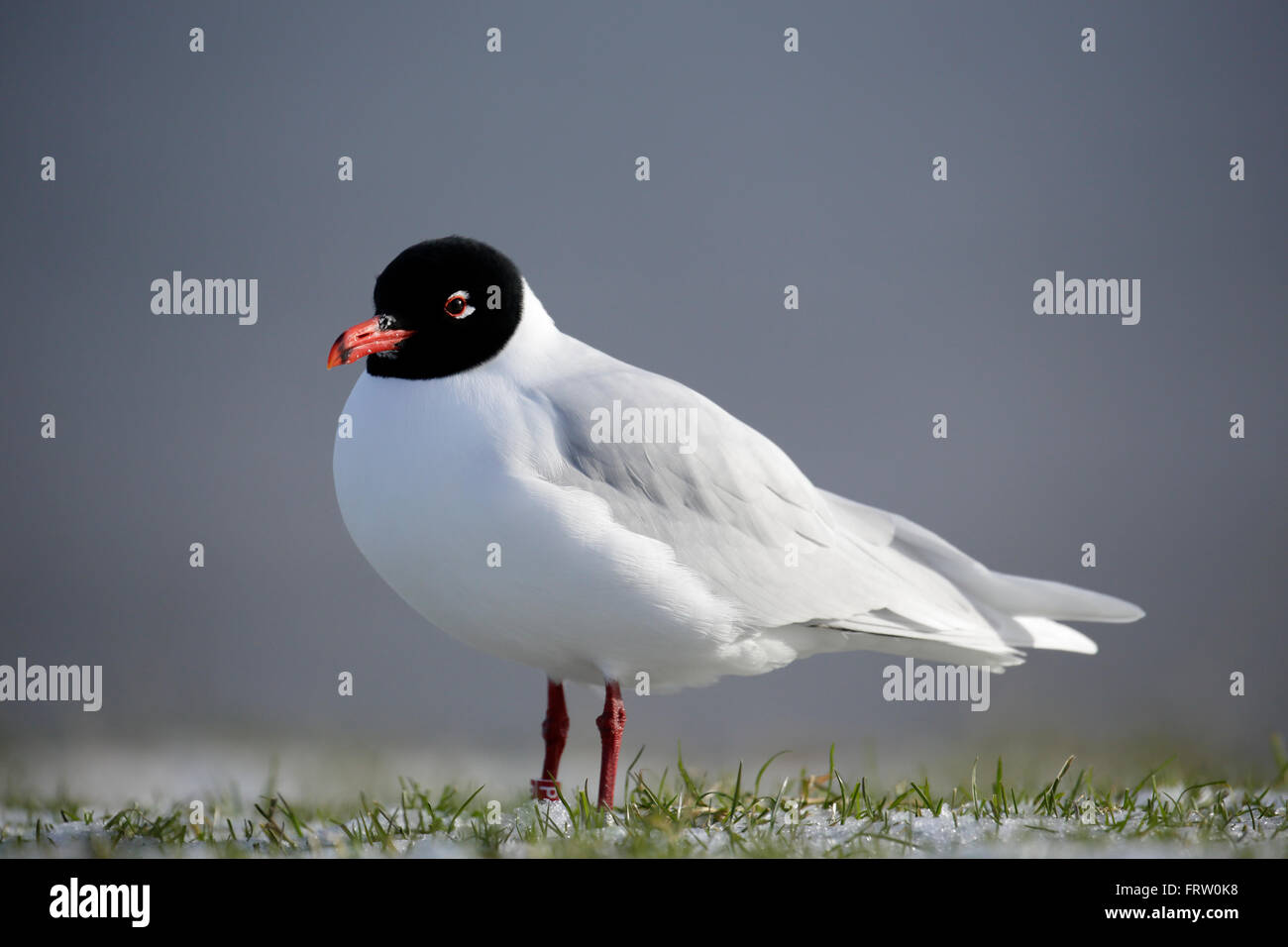 Portrait of Mediterranean gull Stock Photo - Alamy