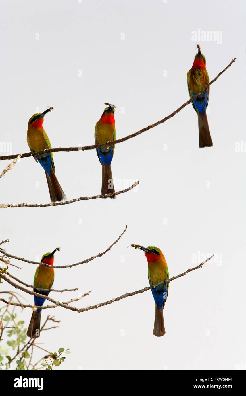 Red-throated bee-eaters, Merops bullocki Stock Photo - Alamy