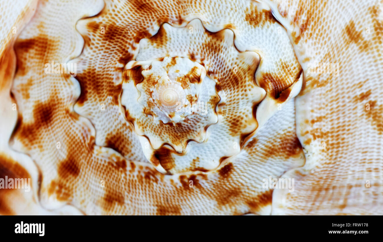 Close up of a spiral and curly shell texture Stock Photo - Alamy