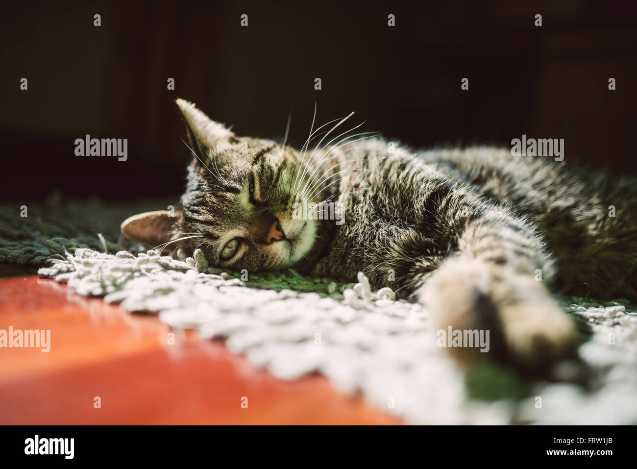 Portrait of tabby cat relaxing on a carpet at home Stock Photo - Alamy