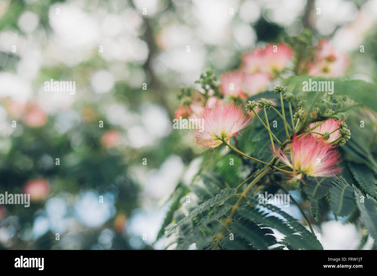 Persian silk tree Stock Photo - Alamy