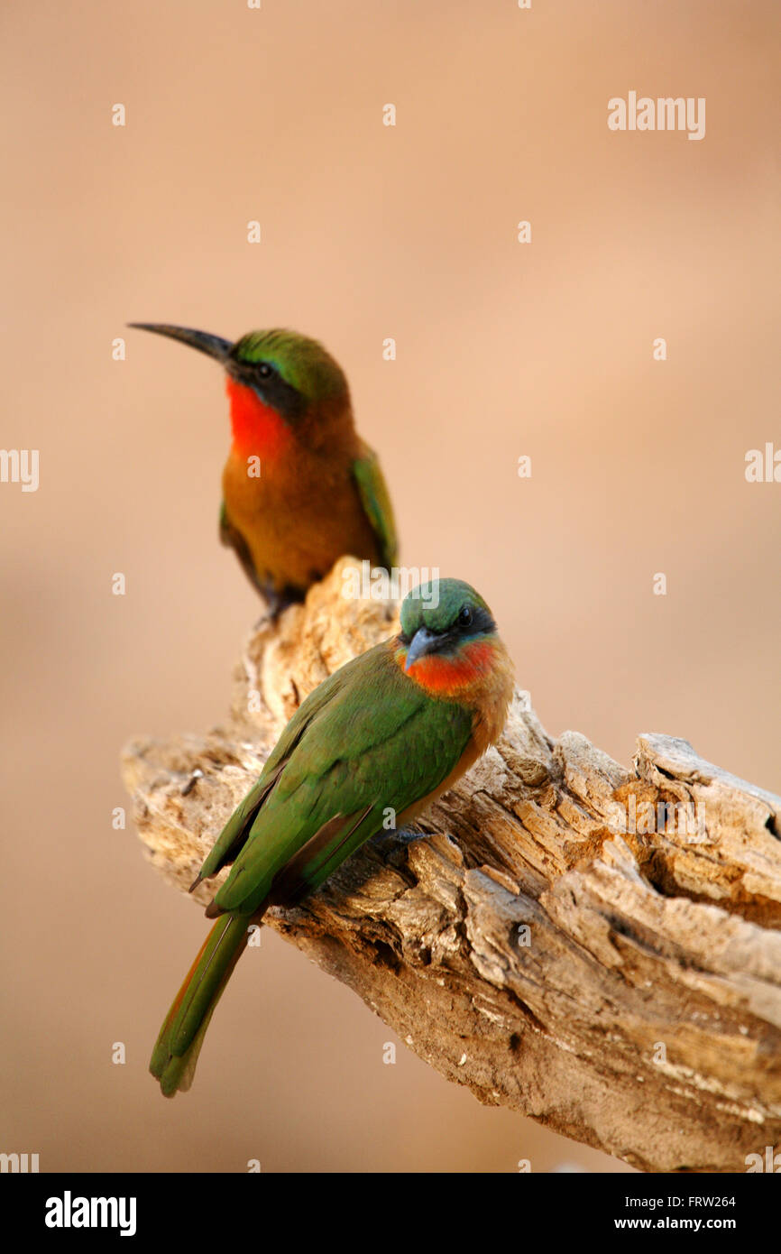 Red-throated bee-eaters, Merops bullocki Stock Photo - Alamy