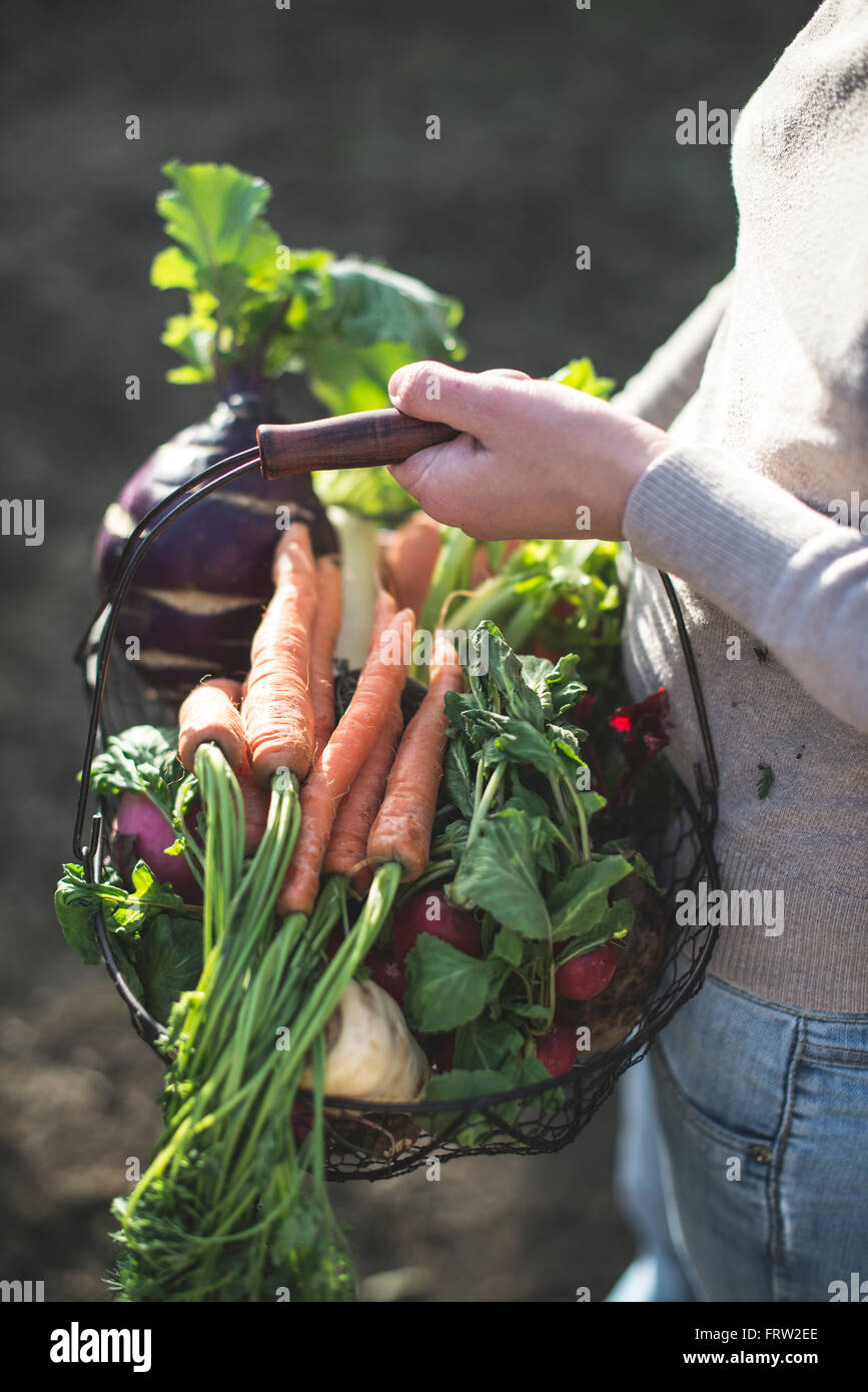Partial view of woman holding wire basket with root vegetables Stock ...