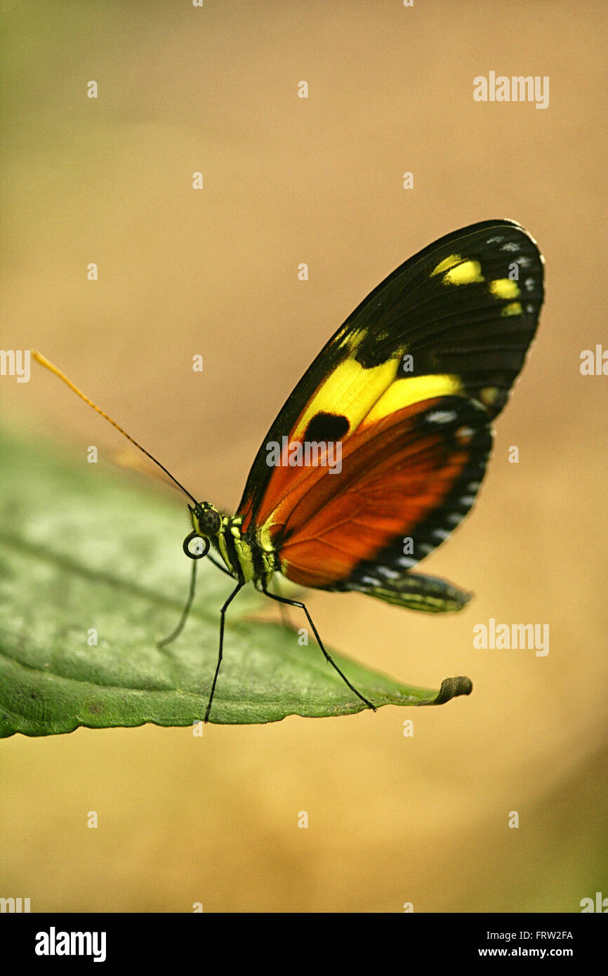 Multi color butterfly hi-res stock photography and images - Alamy