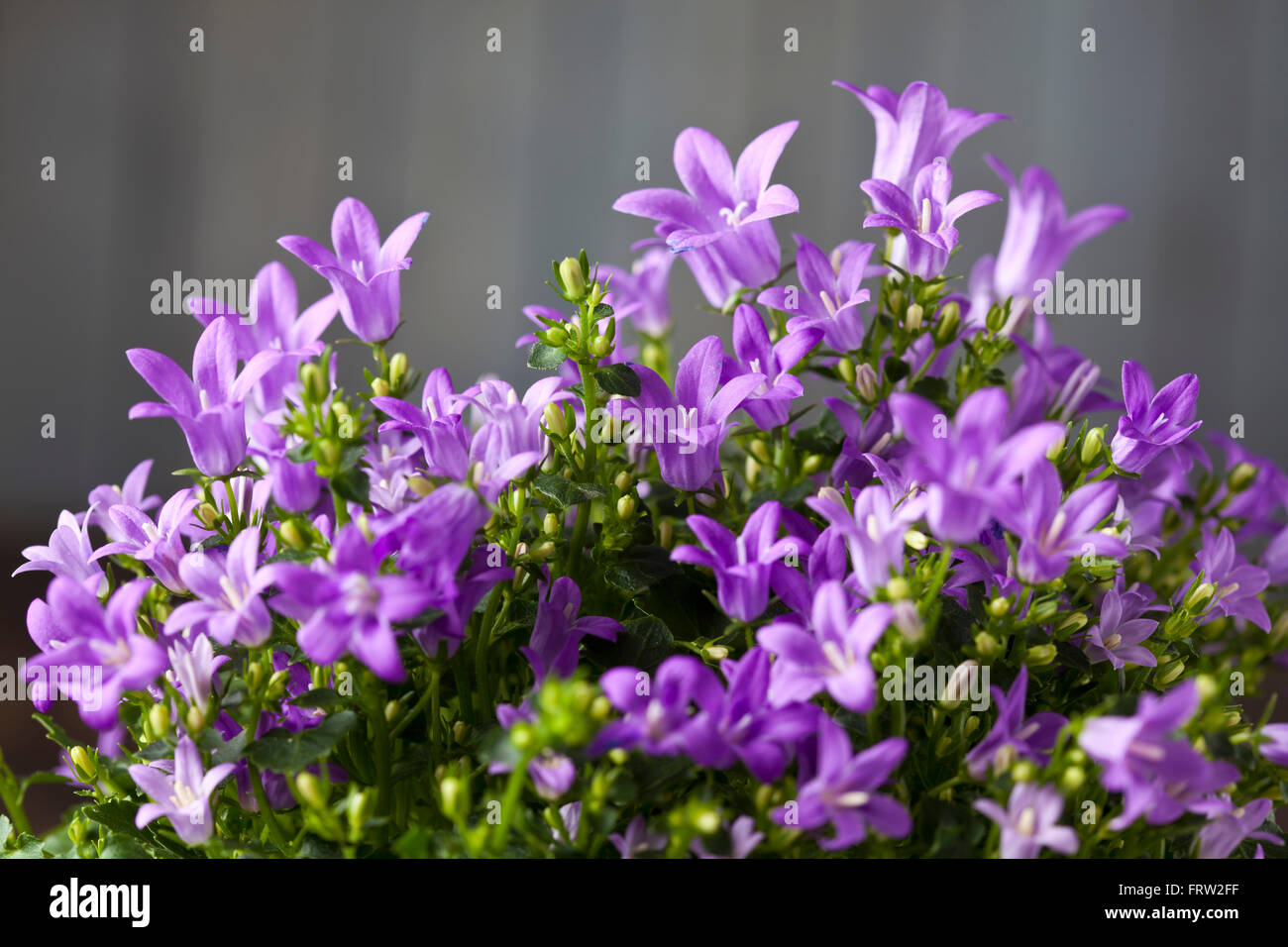 Purple bellflowers, close-up Stock Photo - Alamy