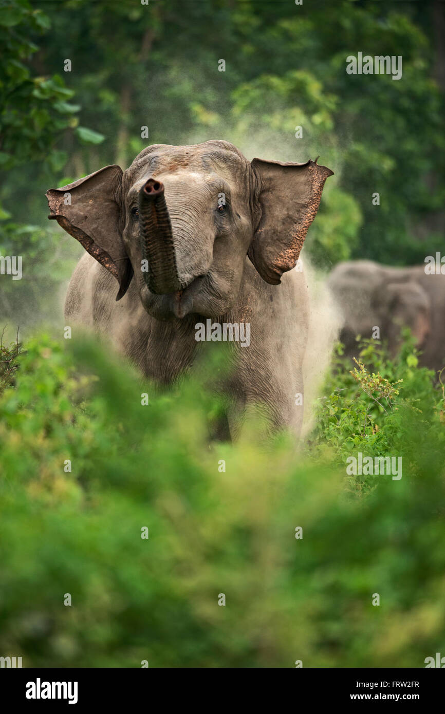 Angry elephant hi-res stock photography and images - Alamy