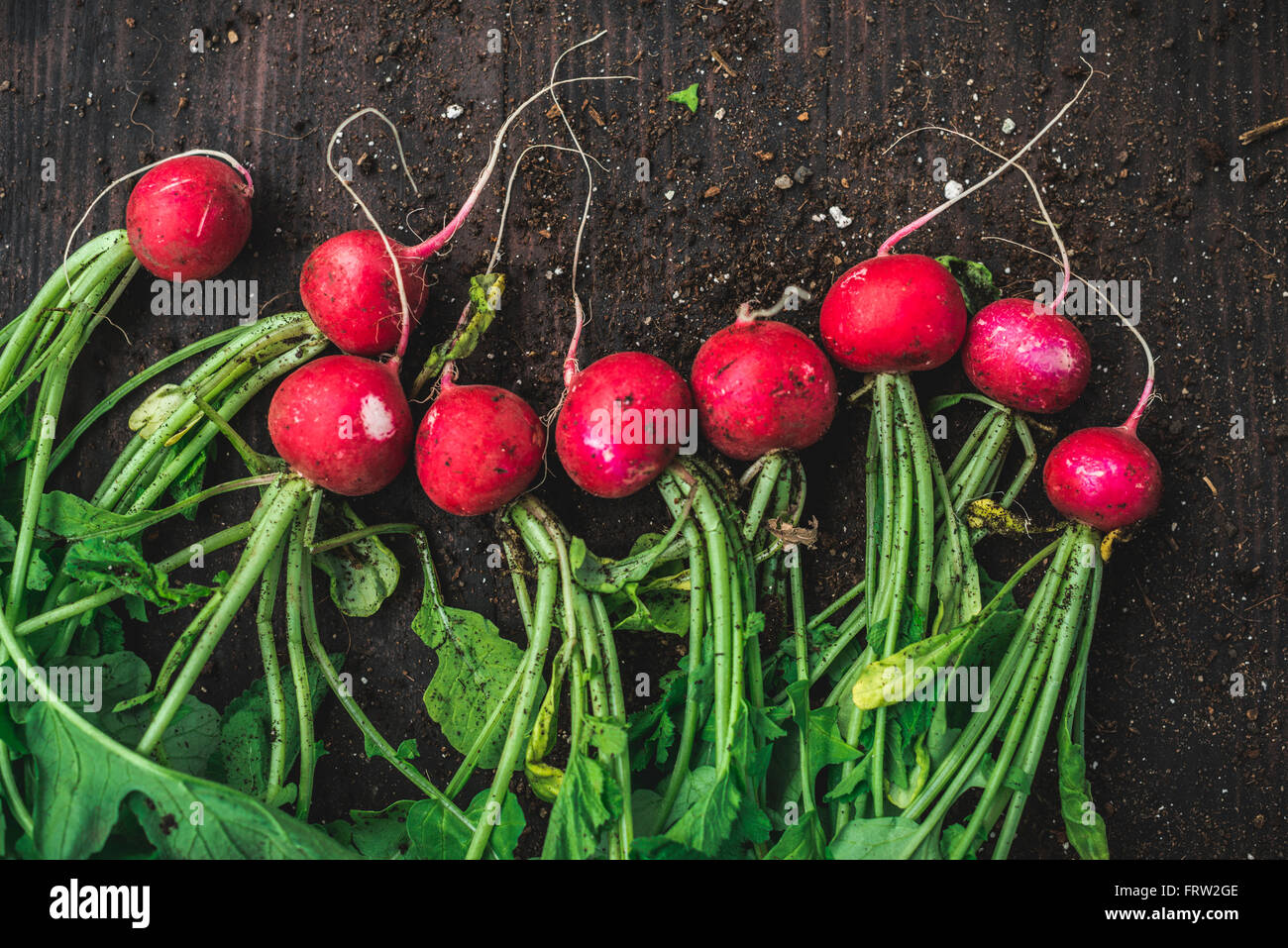 Red radishs and soil on dark wood Stock Photo - Alamy