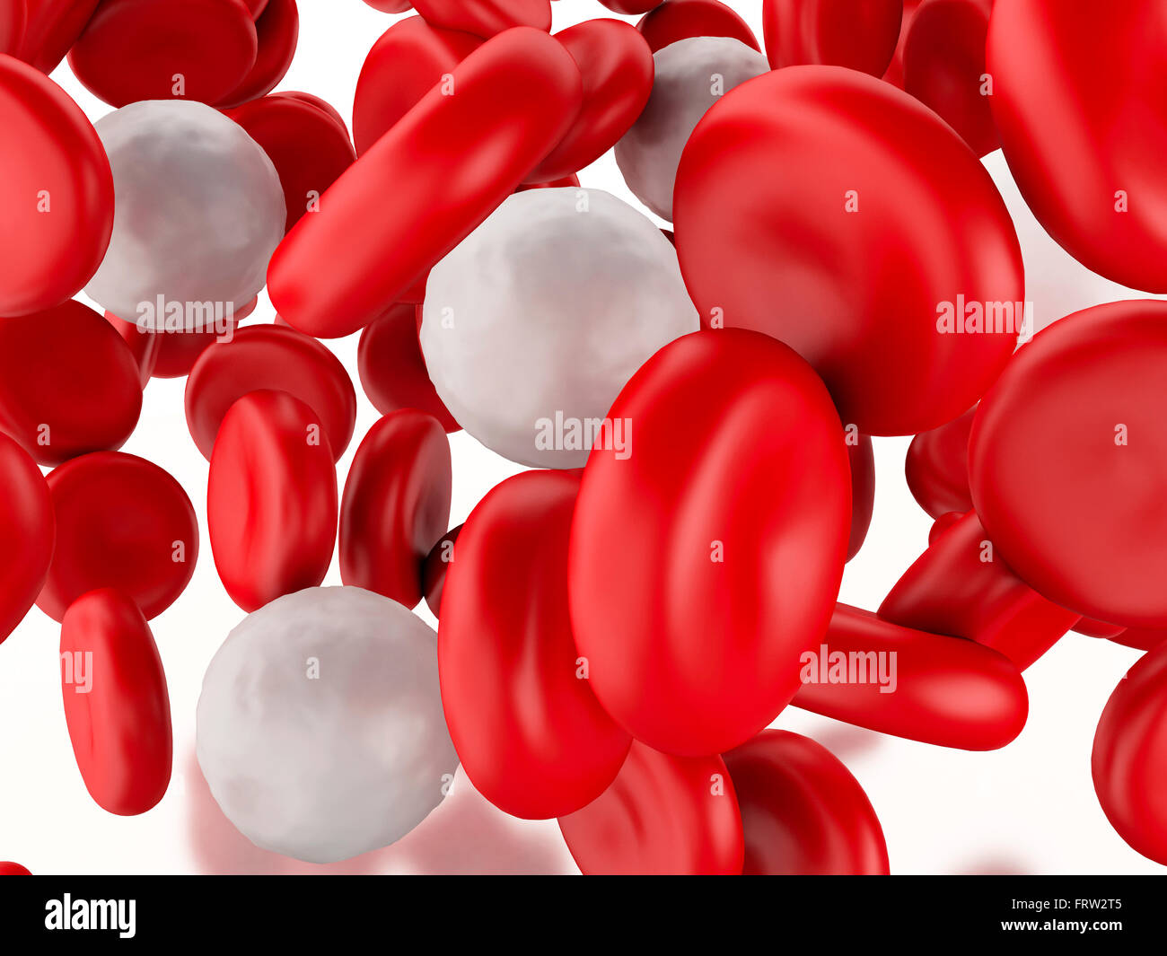 Red and white blood cells hi-res stock photography and images - Alamy