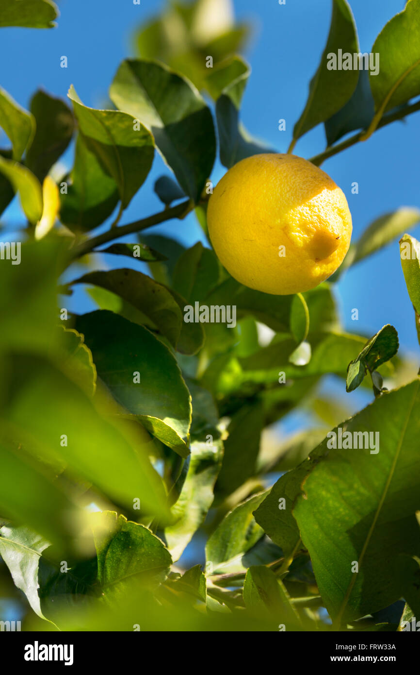 Sicily, Noto, organic lemon, tree Stock Photo - Alamy