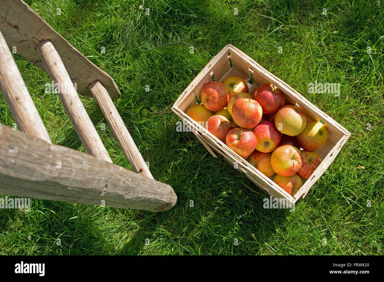 Picked apples in box on meadow, ladder Stock Photo - Alamy