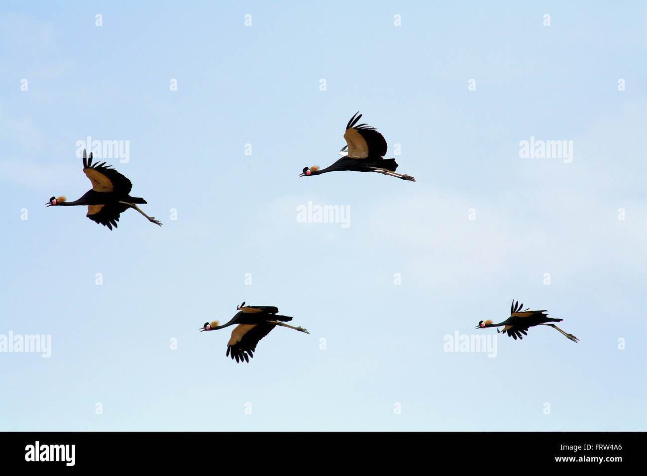 Flying crane hi-res stock photography and images - Alamy