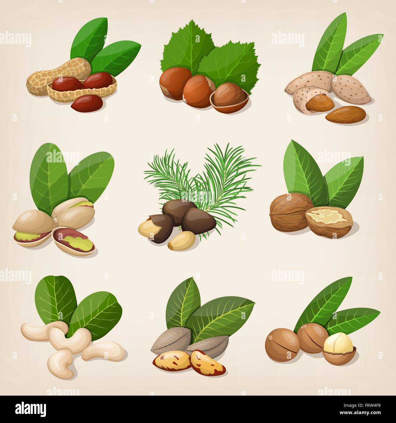 Set of vector various nuts. Vector illustration Stock Vector Image ...