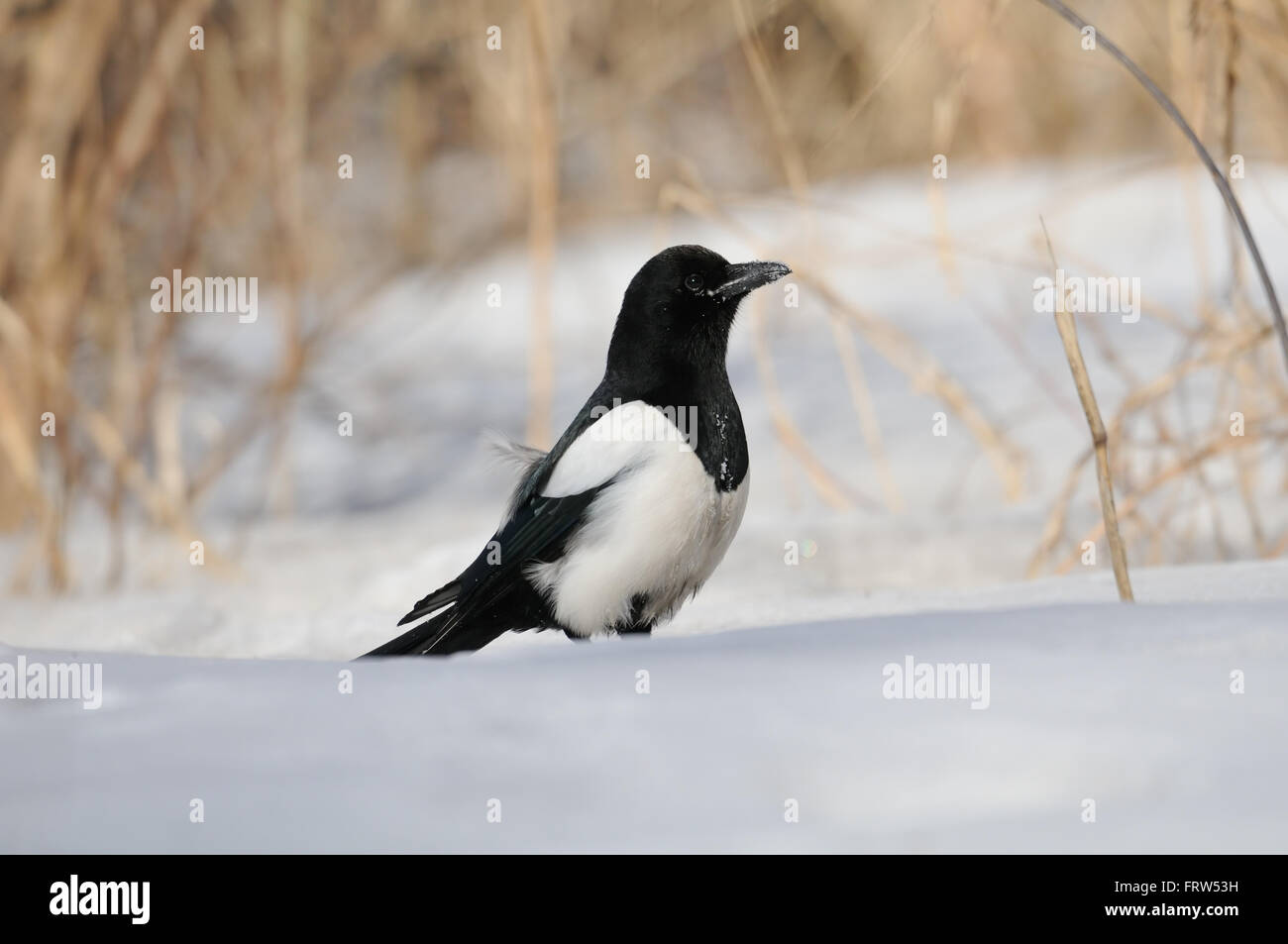 Common Magpie (Pica pica)in snow. Moscow region, Russia Stock Photo - Alamy