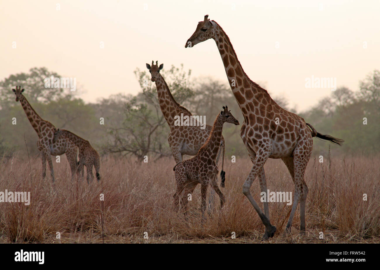 Giraffe group young animals in hi-res stock photography and images - Alamy
