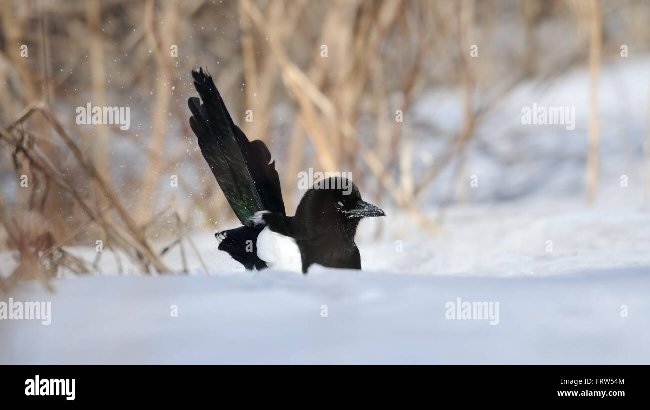 Common Magpie (Pica pica) bathing in snowdrift. Moscow region, Russia ...
