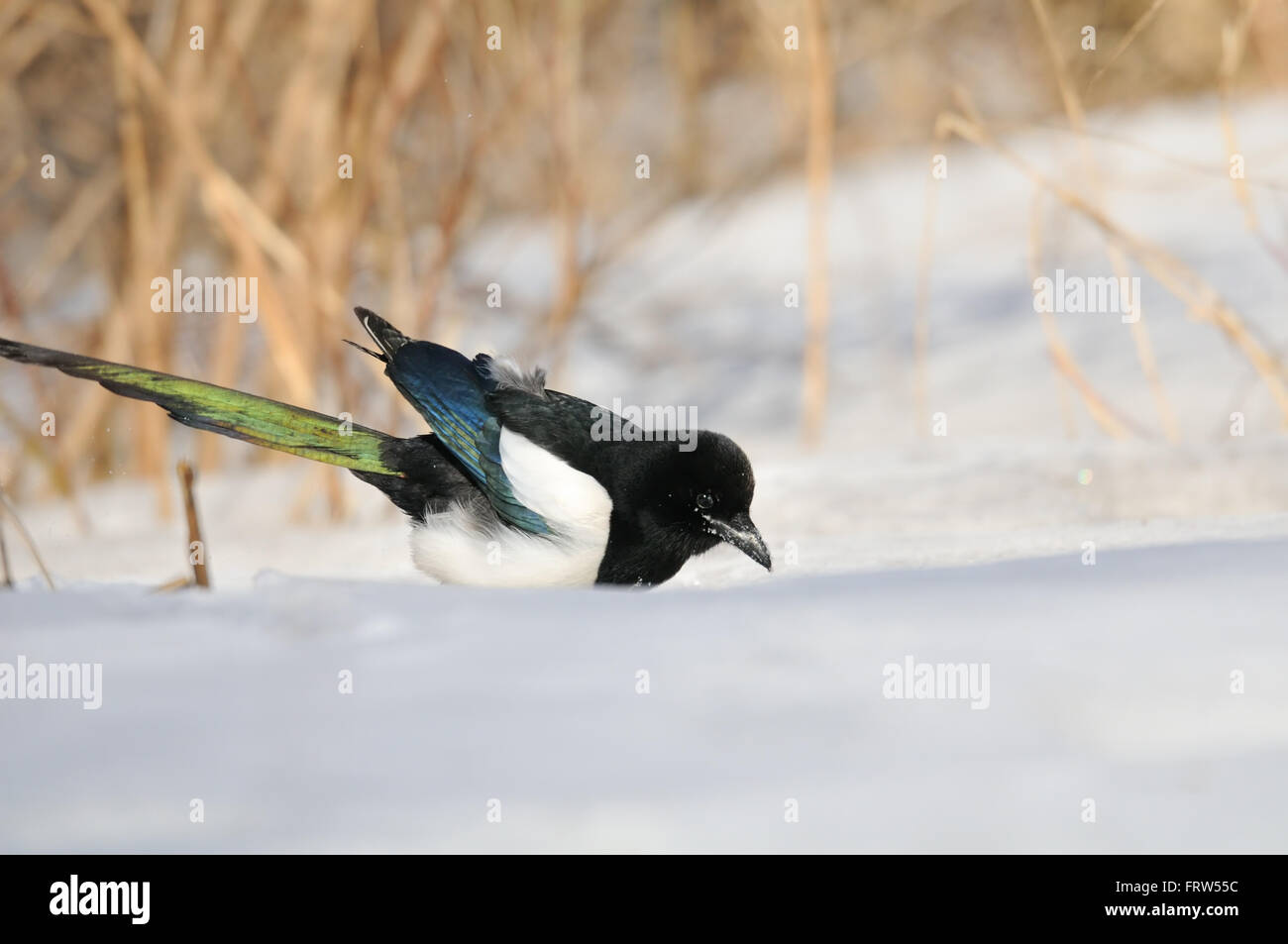 Multicolor Common Magpie (Pica pica) in snowdrift. Moscow region ...