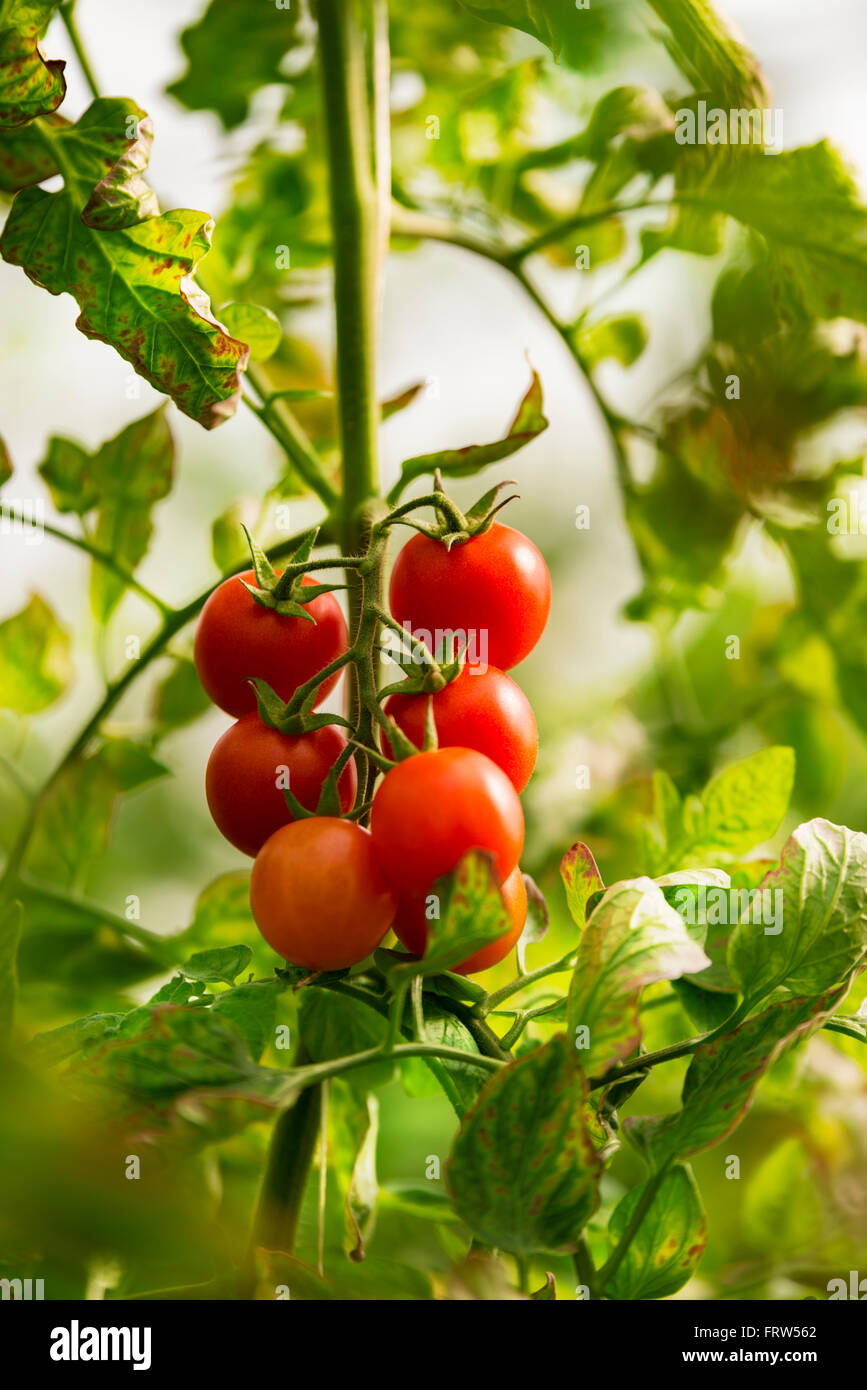 Tomato plant structure hi-res stock photography and images - Alamy