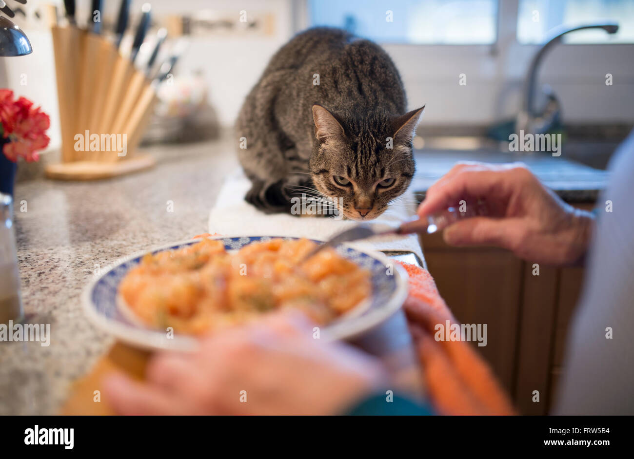 Tabby cat watching owner preparing food in the kitchen Stock Photo - Alamy