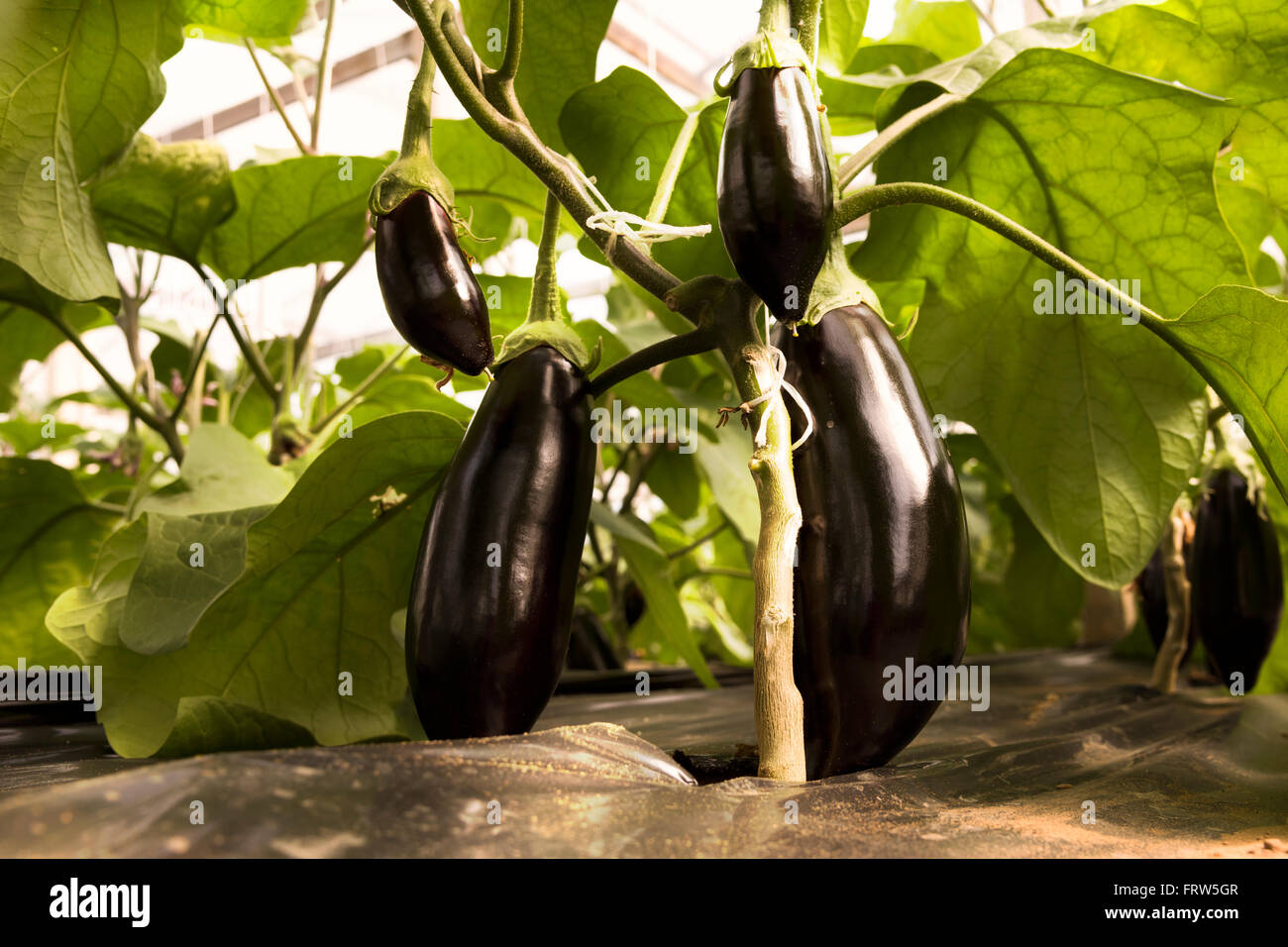 Eggplants nursery hi-res stock photography and images - Alamy