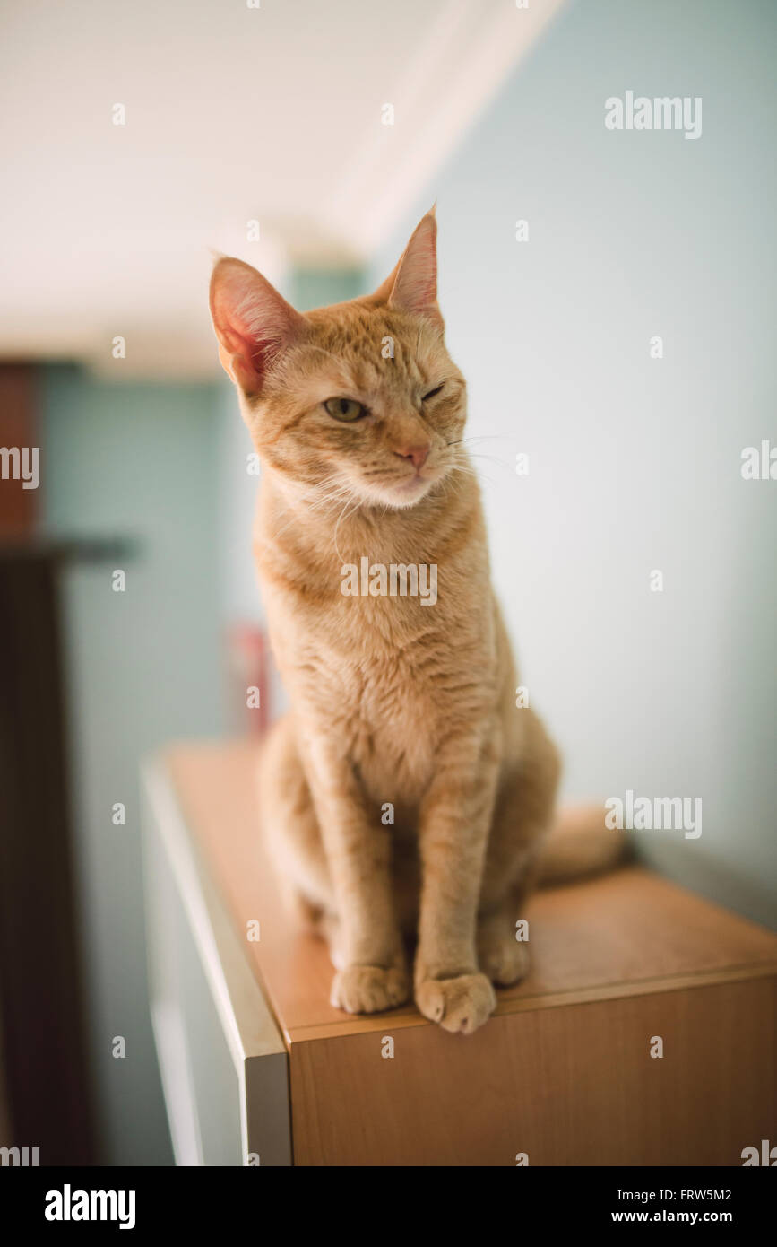 Cabinet animals hi-res stock photography and images - Alamy