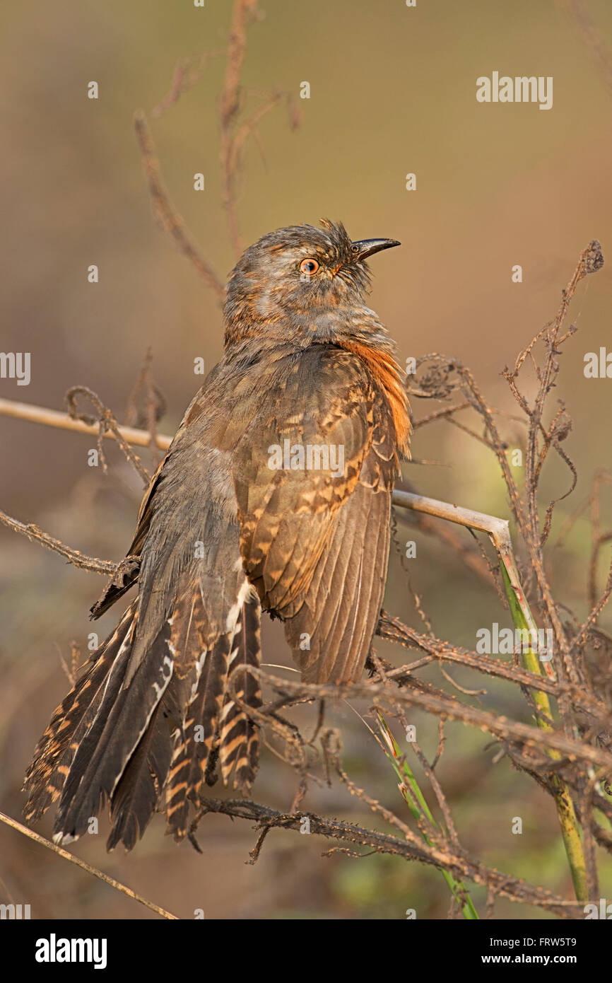 Plaintive cuckoo hi-res stock photography and images - Alamy