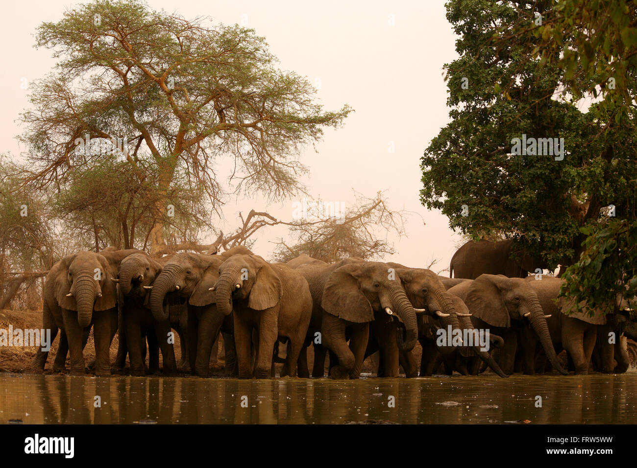 Chad, elefants at waterhole Stock Photo - Alamy