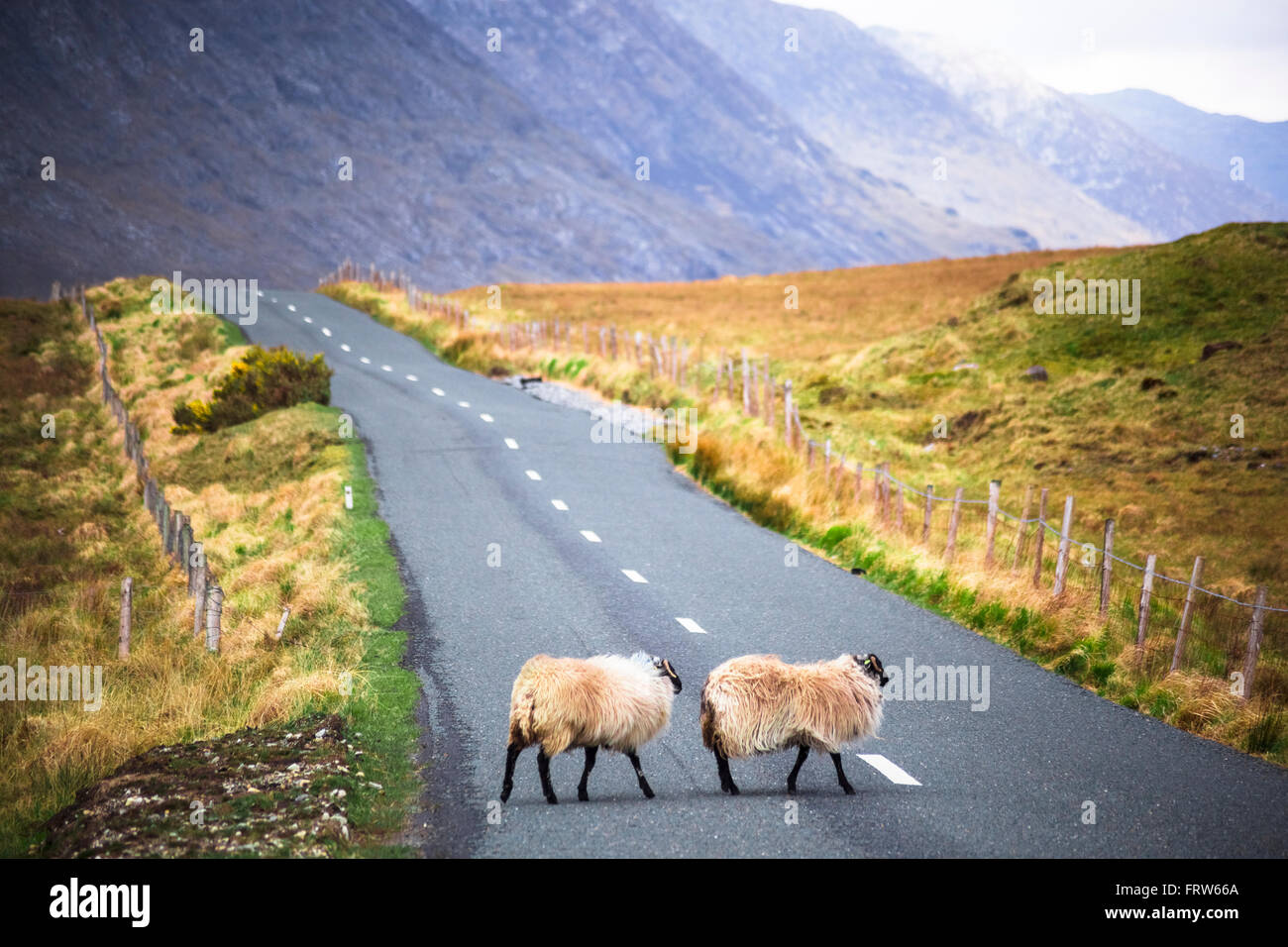 Ireland, Sheep on a country road in Connemara Stock Photo - Alamy