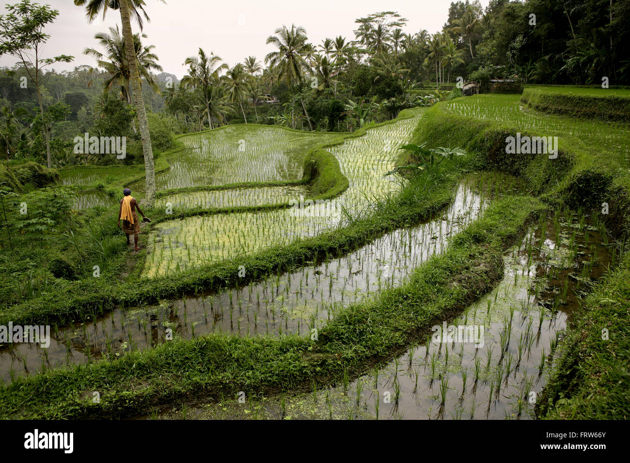 Indonesia, Bali, landscape with rice field and jungle Stock Photo - Alamy
