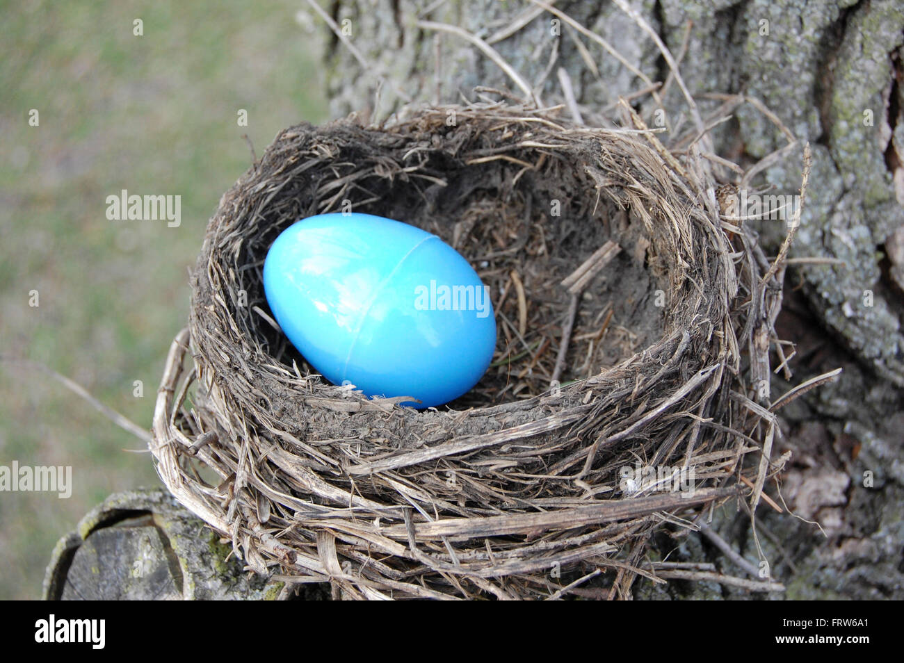 Easter egg in a nest Stock Photo - Alamy