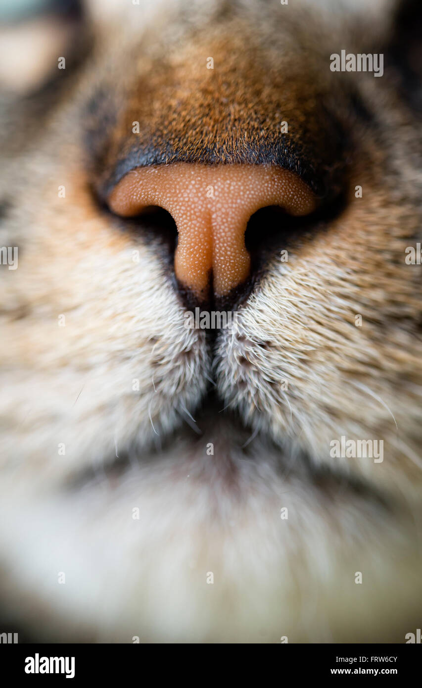 Close up nose cat hi-res stock photography and images - Alamy