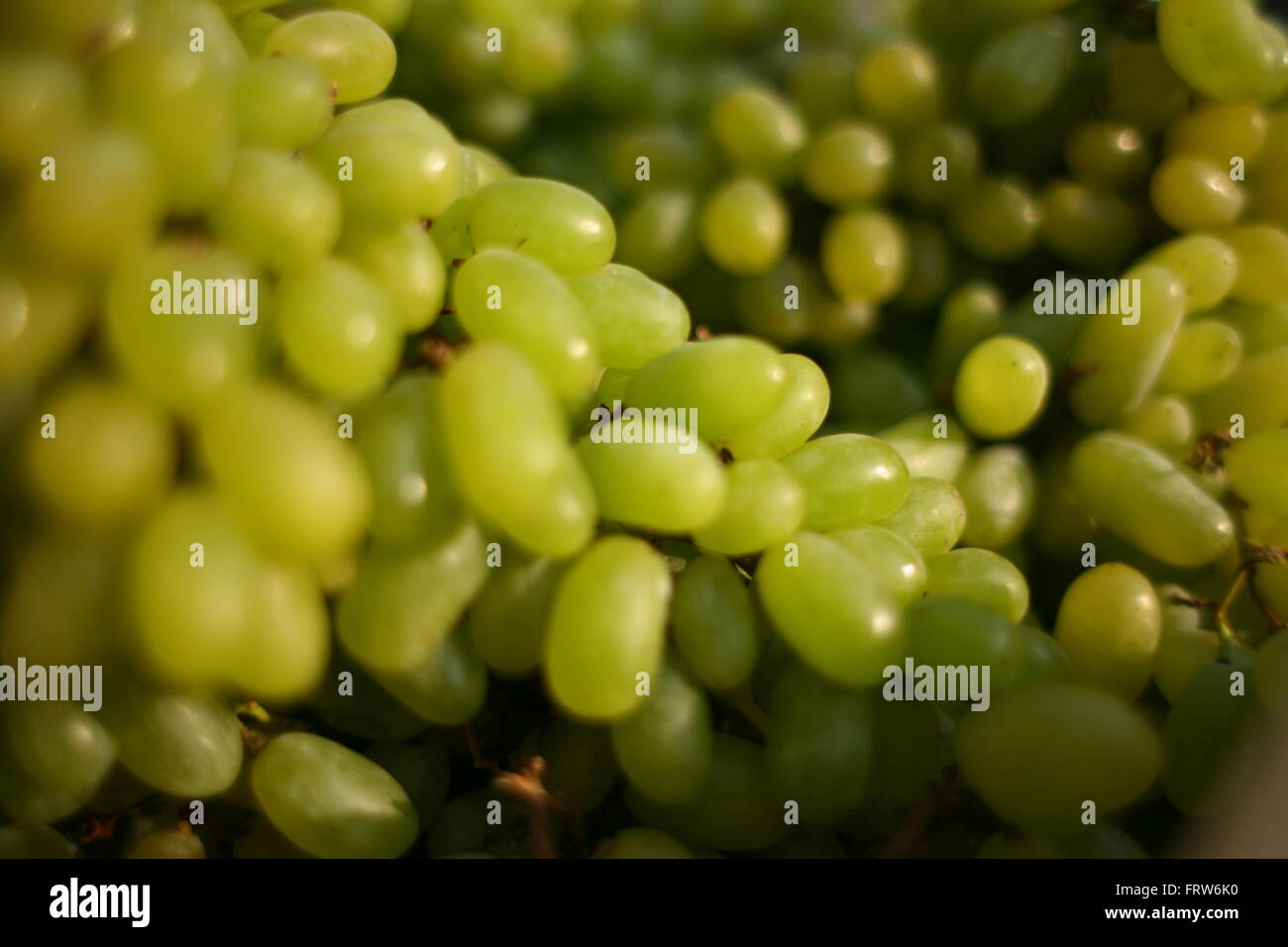 Grapes stock hi-res stock photography and images - Alamy