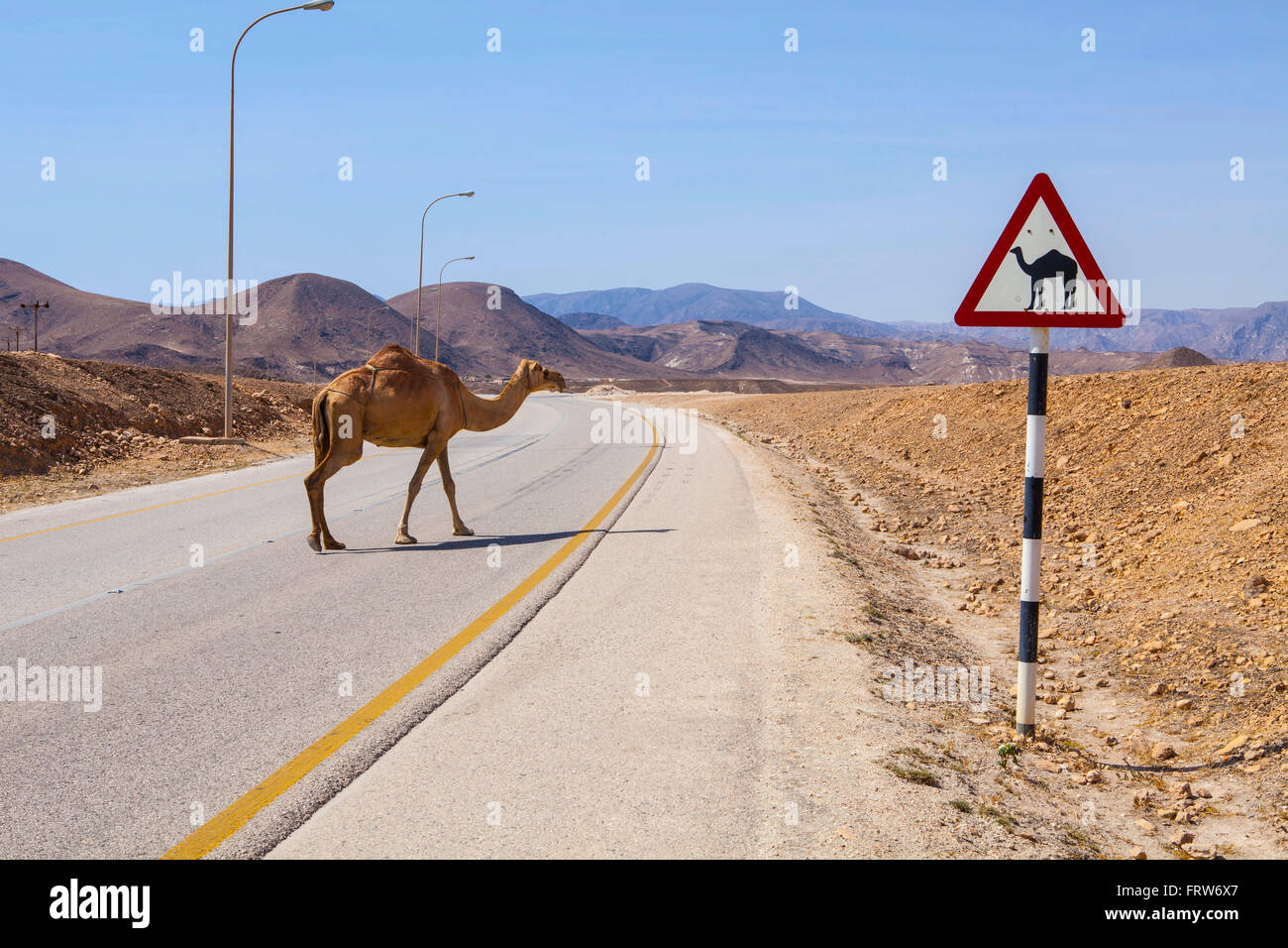 Camel crossing sign hi-res stock photography and images - Alamy