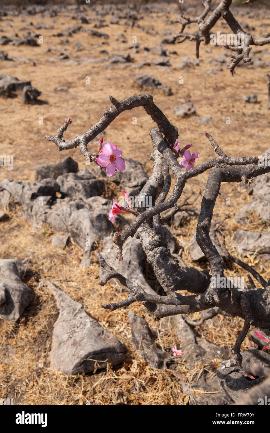 Desert Rose, Jebel Samhan in Dhofar mountains, Oman Stock Photo - Alamy