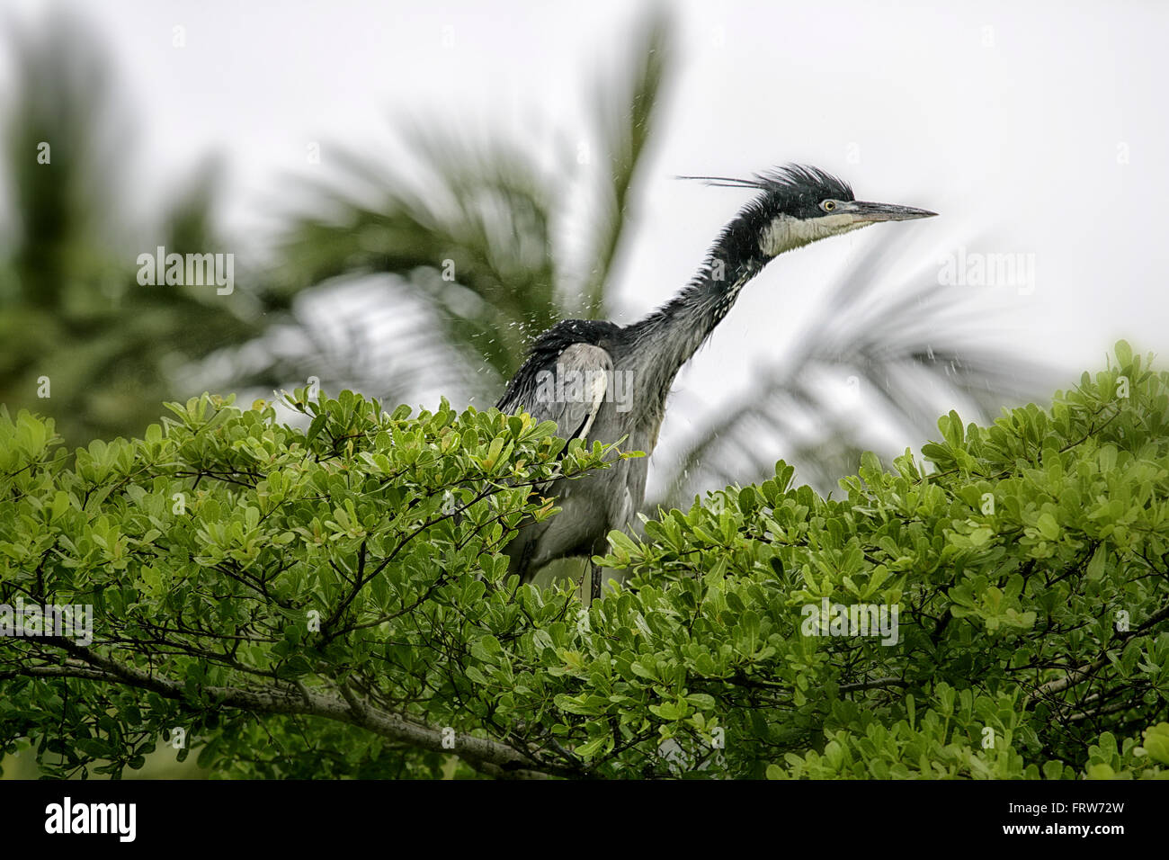 Kenya, Rift Valley Province, Goliath heron in a tree Stock Photo - Alamy
